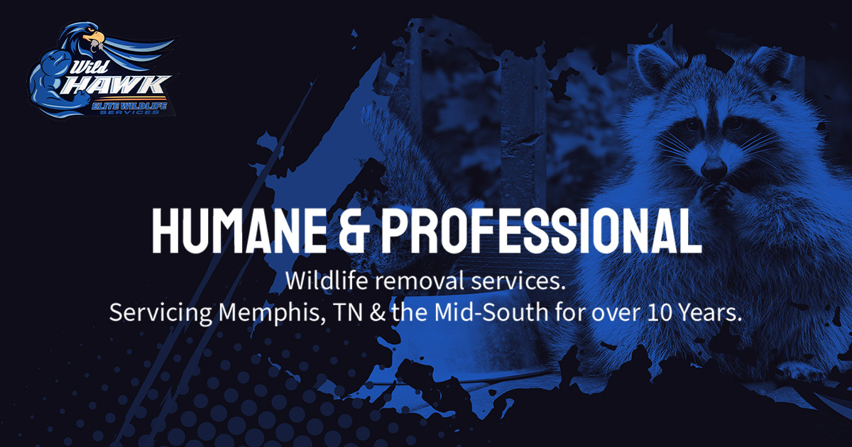 Wildlife Removal in Memphis, TN | Wildlife Removal | WildHawk Elite ...